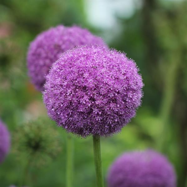 Allium Party Balloons (8" blooms) – Flora's Garden