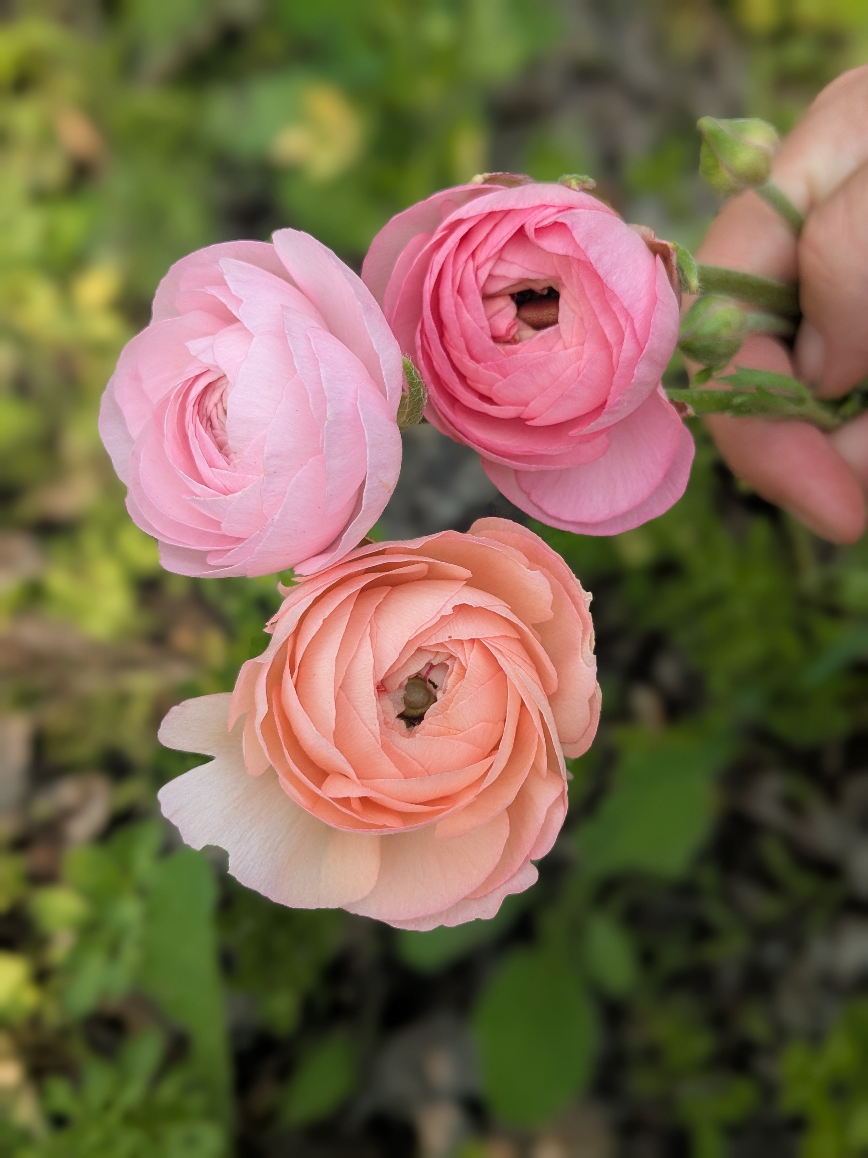 Ranunculus Amandine Pastel Mix – Flora's Garden