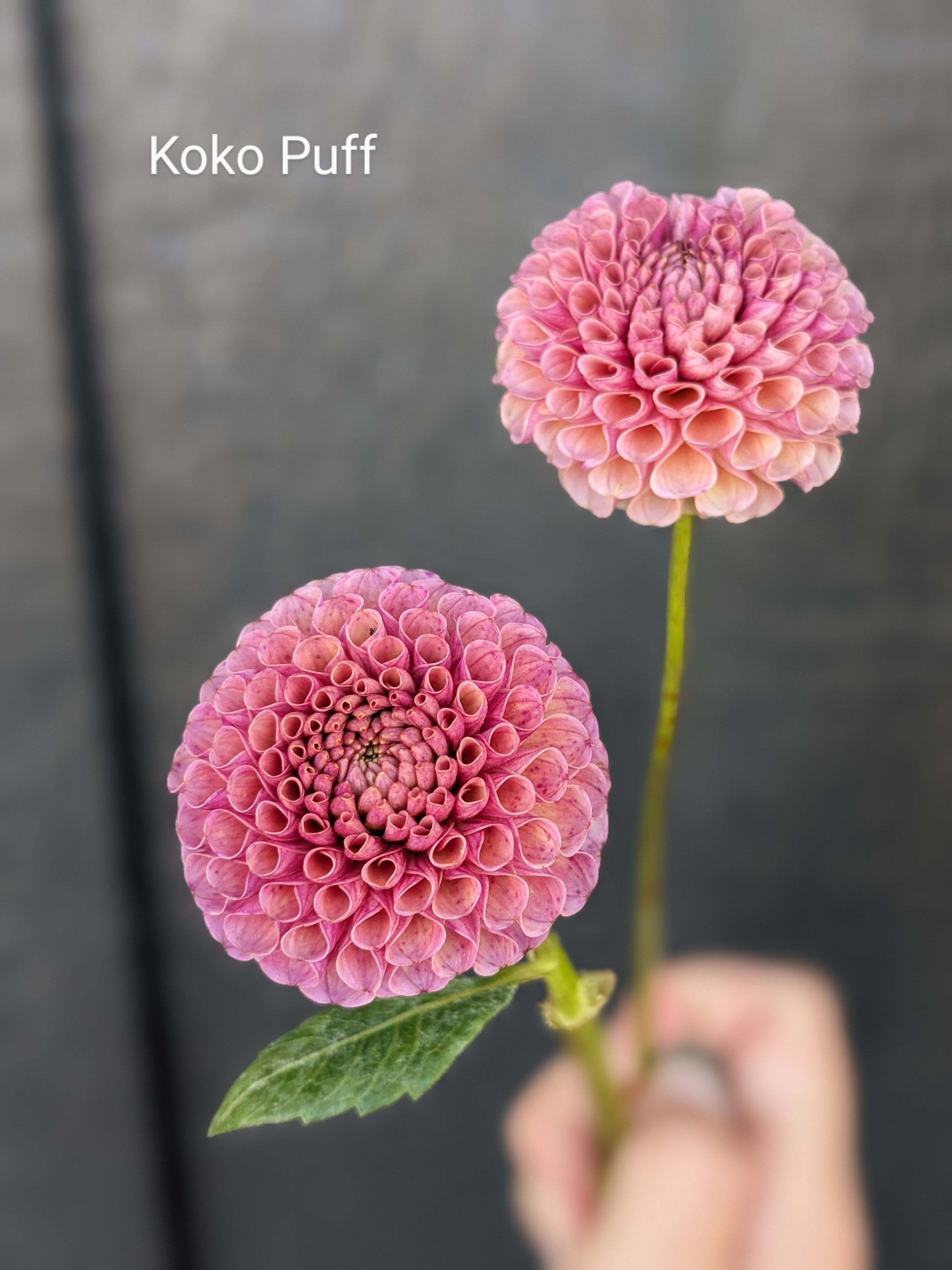 Koko Puff – Flora's Garden