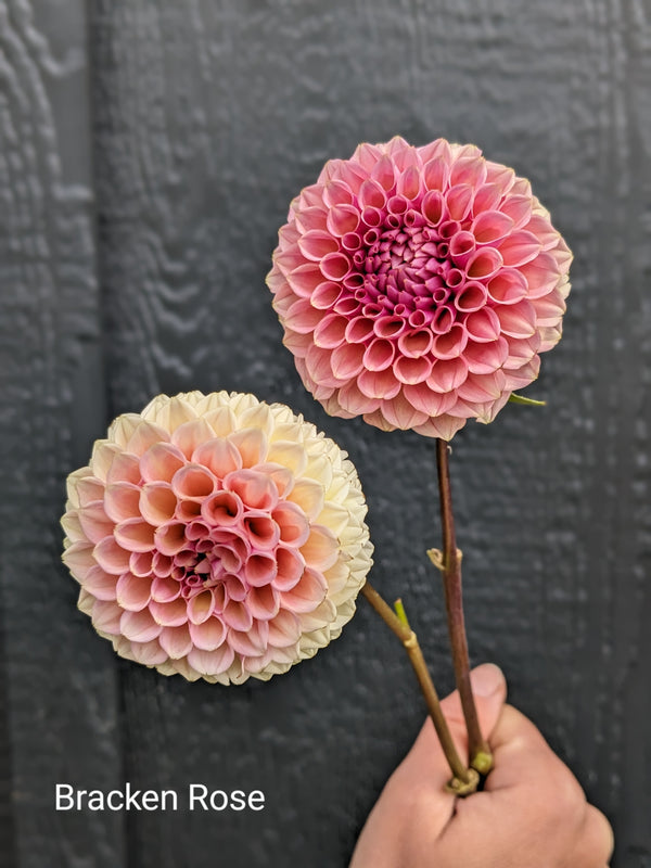 Bracken Rose – Flora's Garden