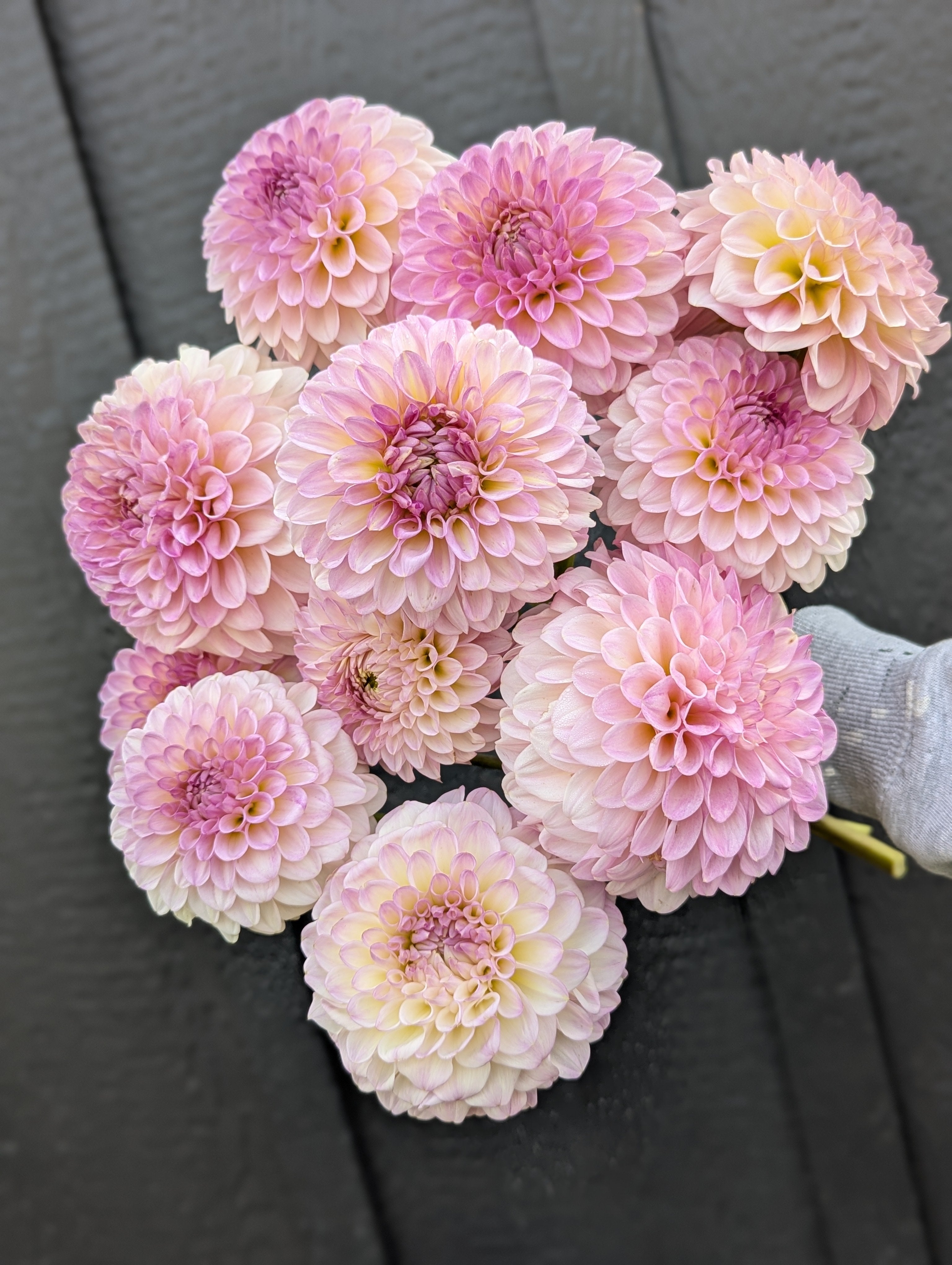Arnside Rose – Flora's Garden