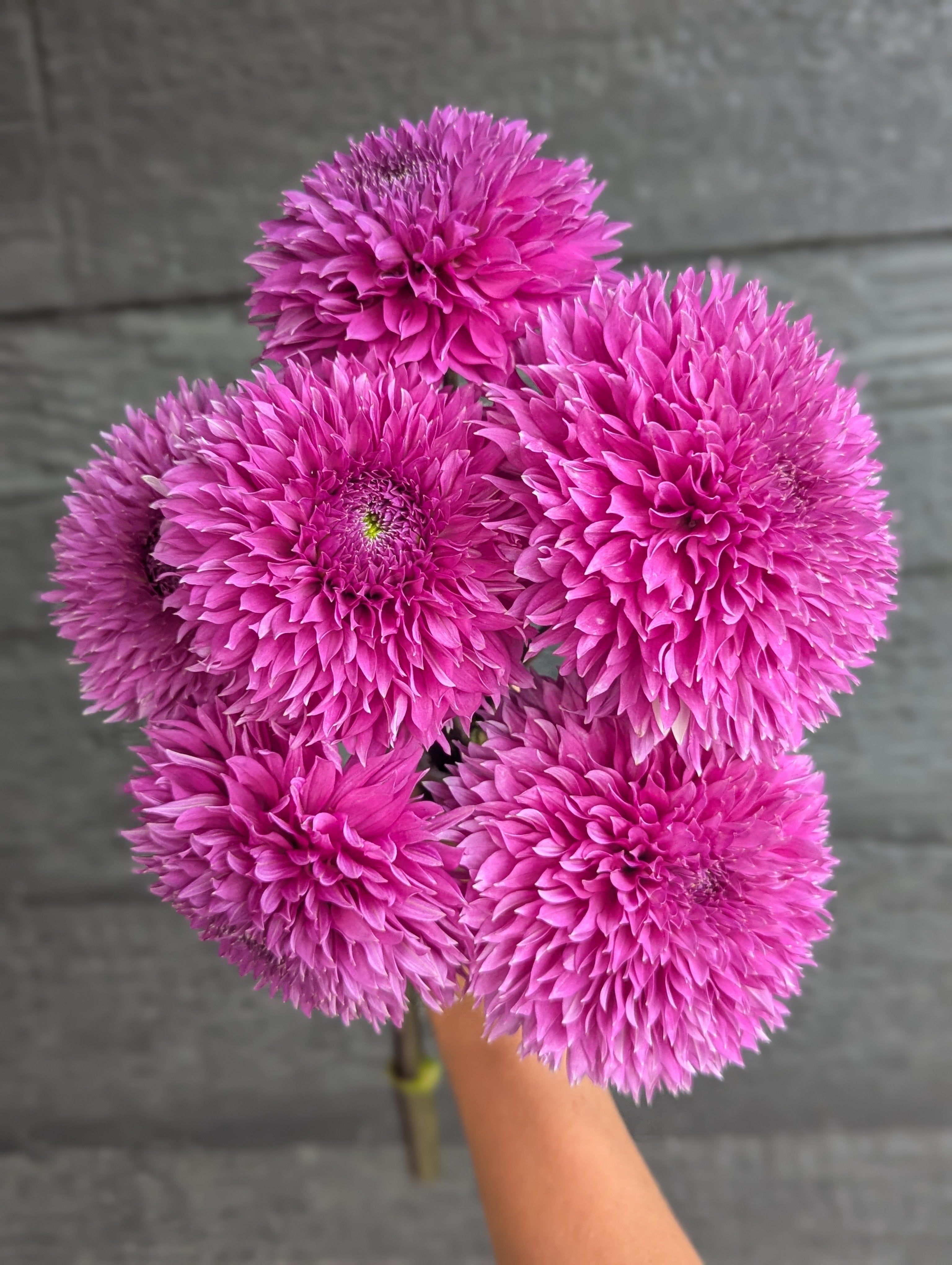 Frizzy Lizzy – Flora's Garden
