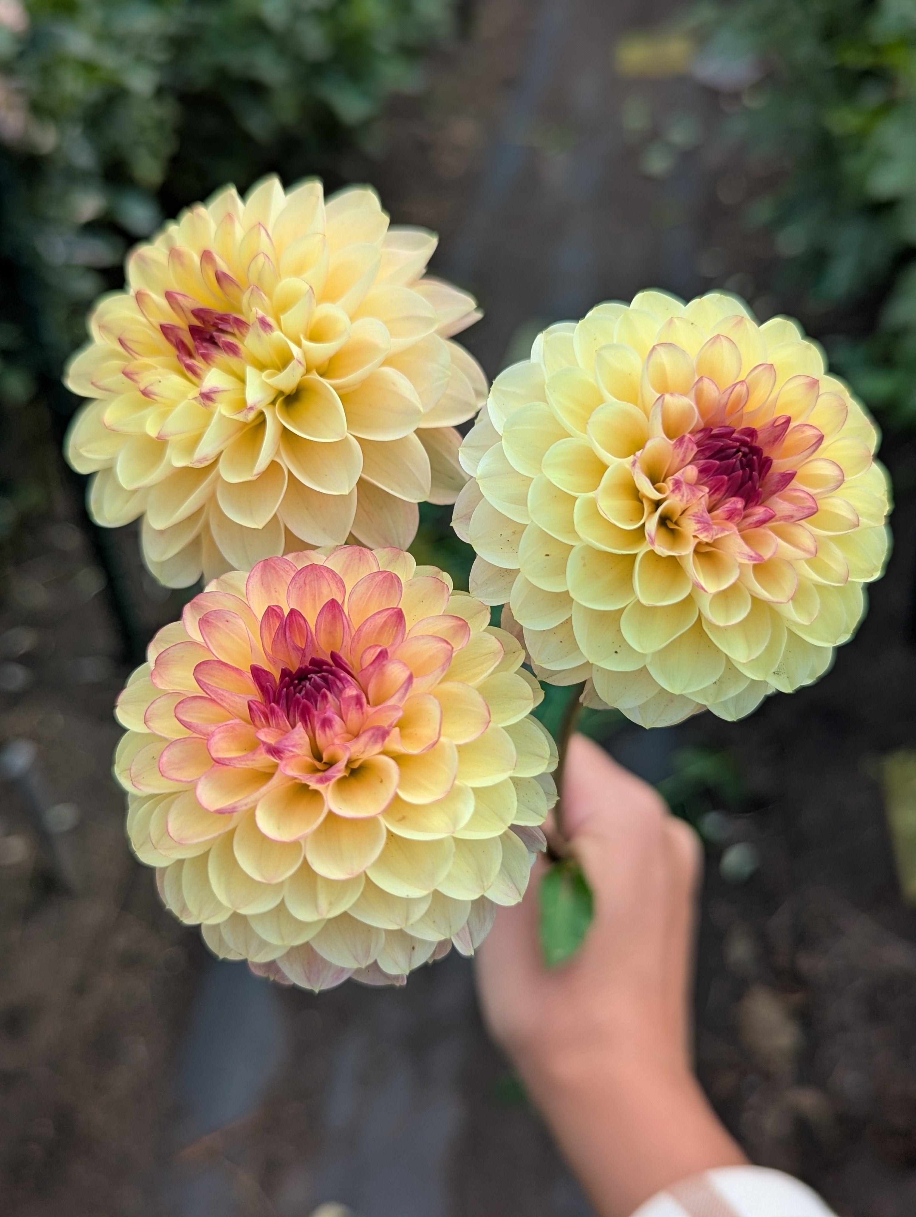 Wine Eyed Jill Yellow – Flora's Garden