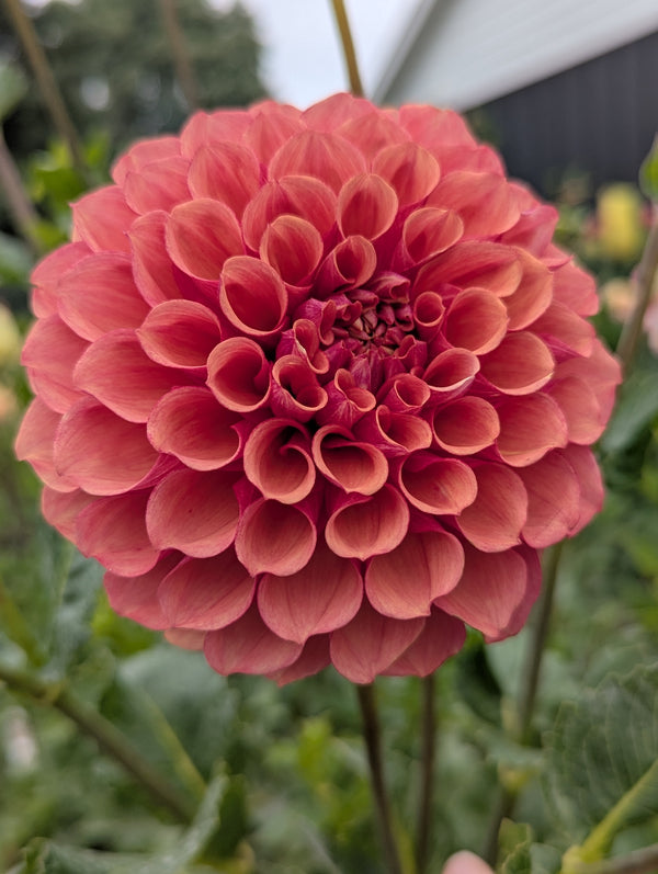 Burfoot Desert Rose – Flora's Garden