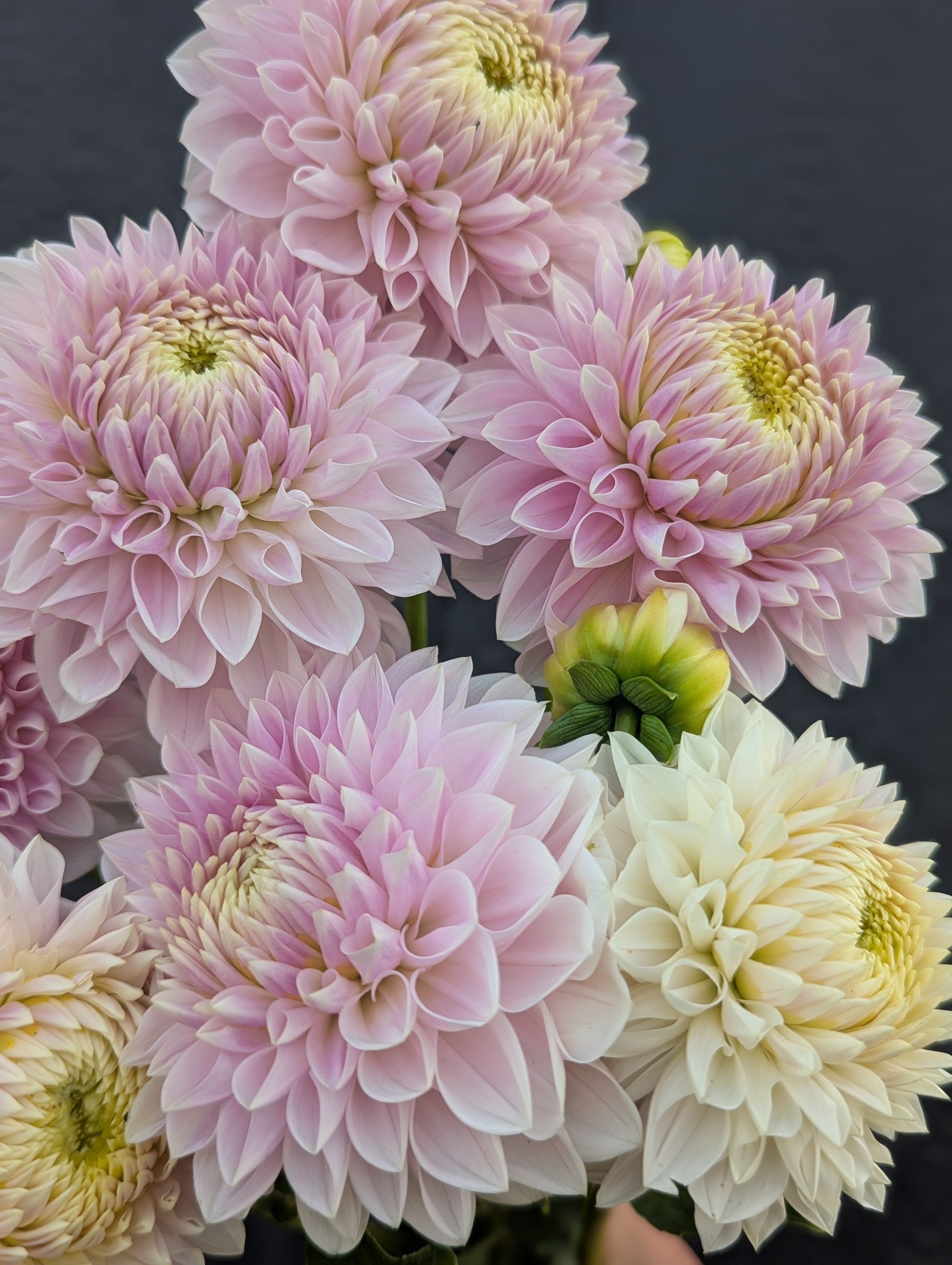 Miss Anne Francis - Limit 1 – Flora's Garden