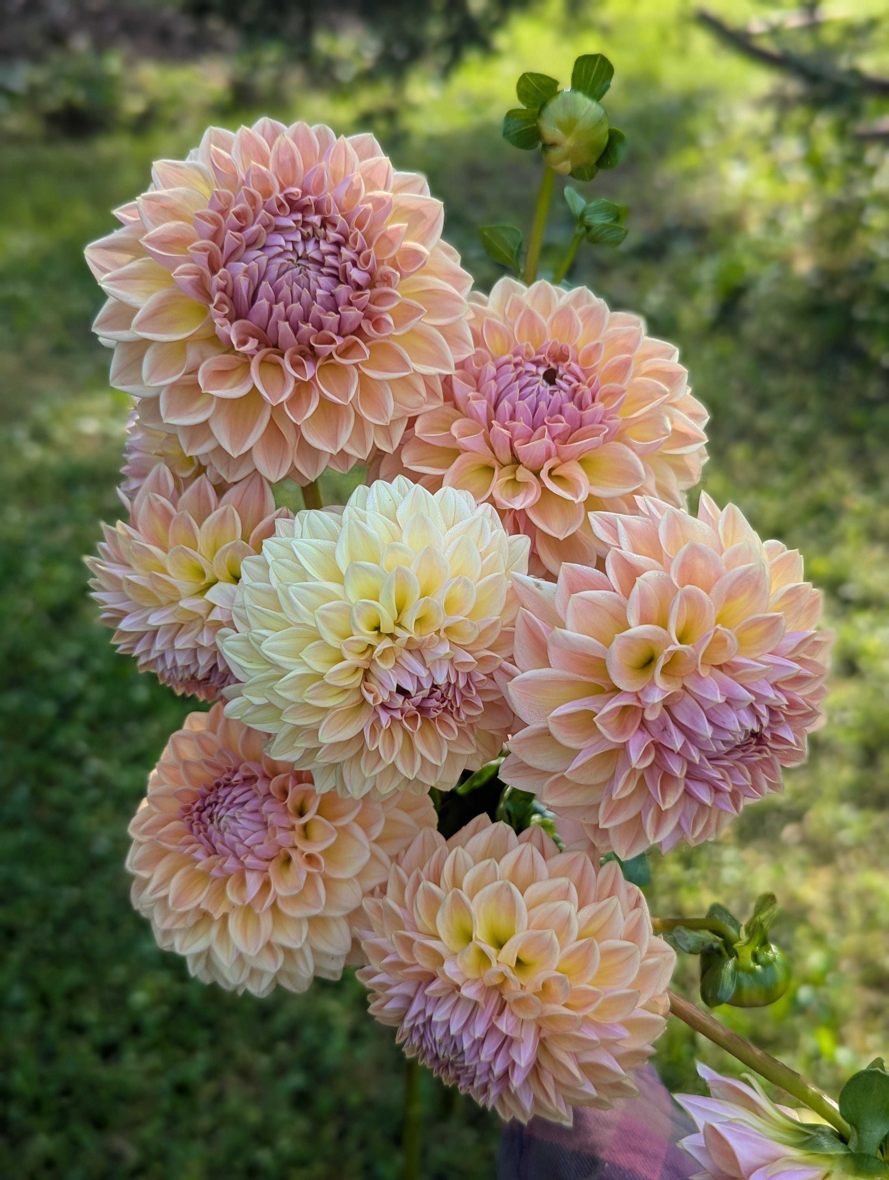 RM Summer Haze – Flora's Garden