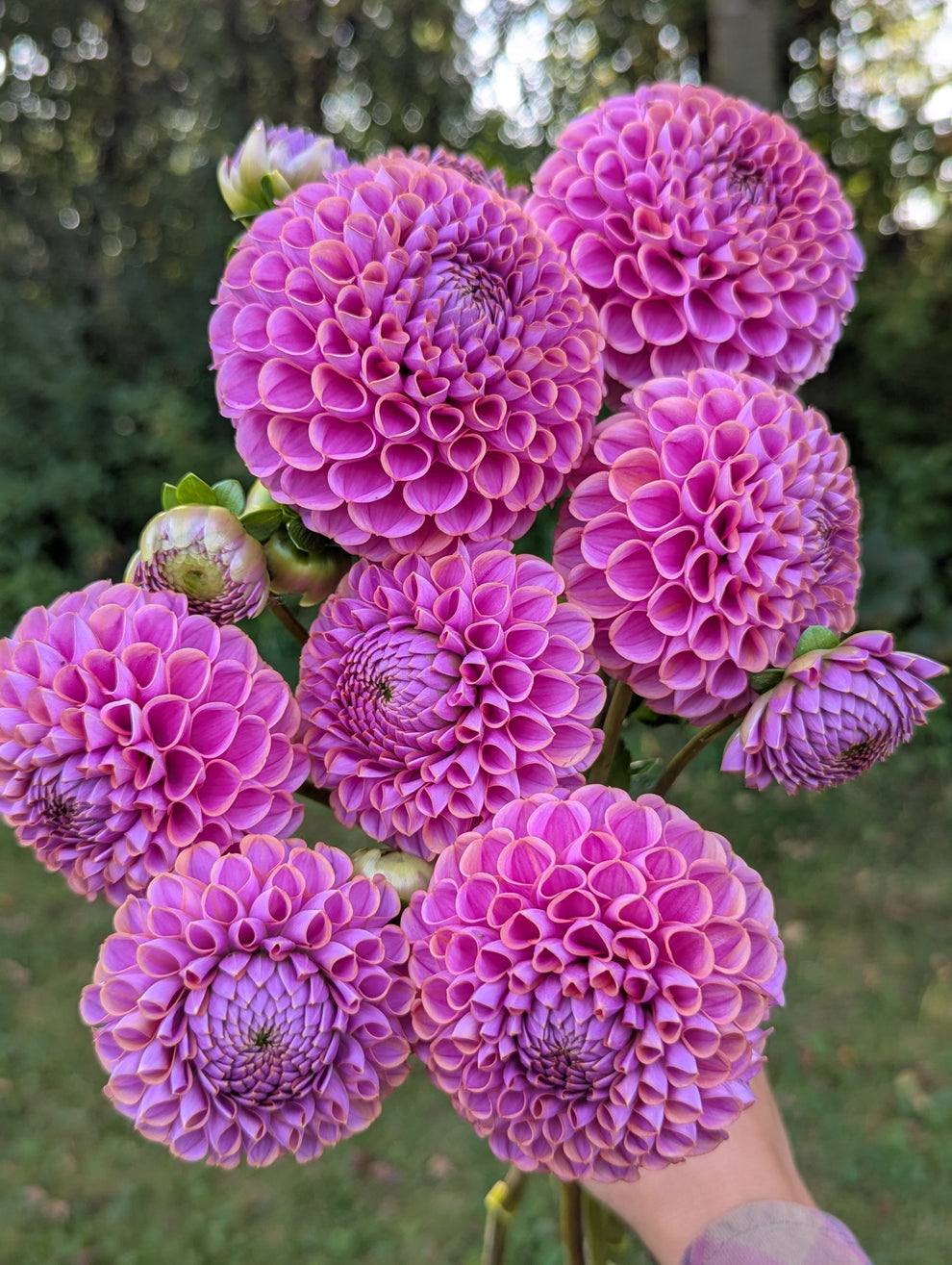 Isabel – Flora's Garden