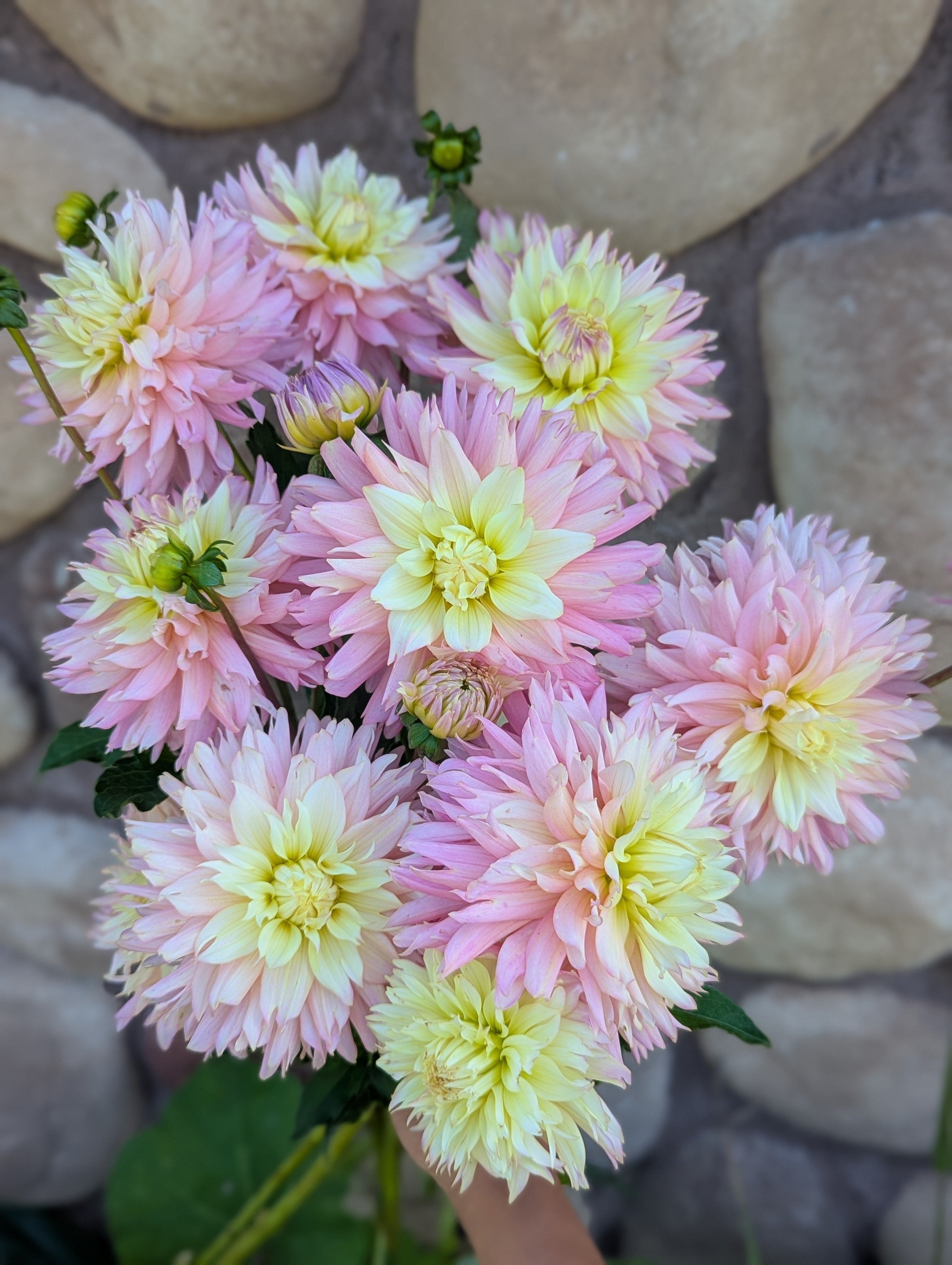 Miss Teagan – Flora's Garden