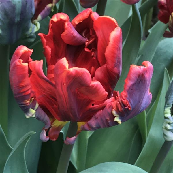 Tulip Avignon Parrot – Flora's Garden