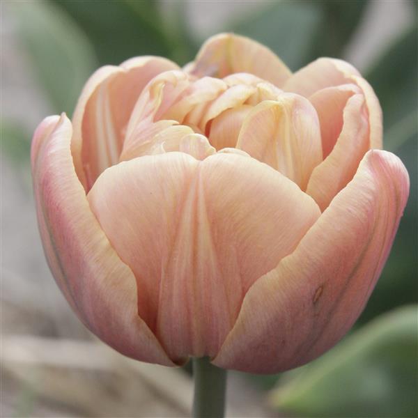 Tulip La Bell Epoque – Flora's Garden