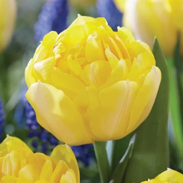 Tulip Secret Perfume – Flora's Garden