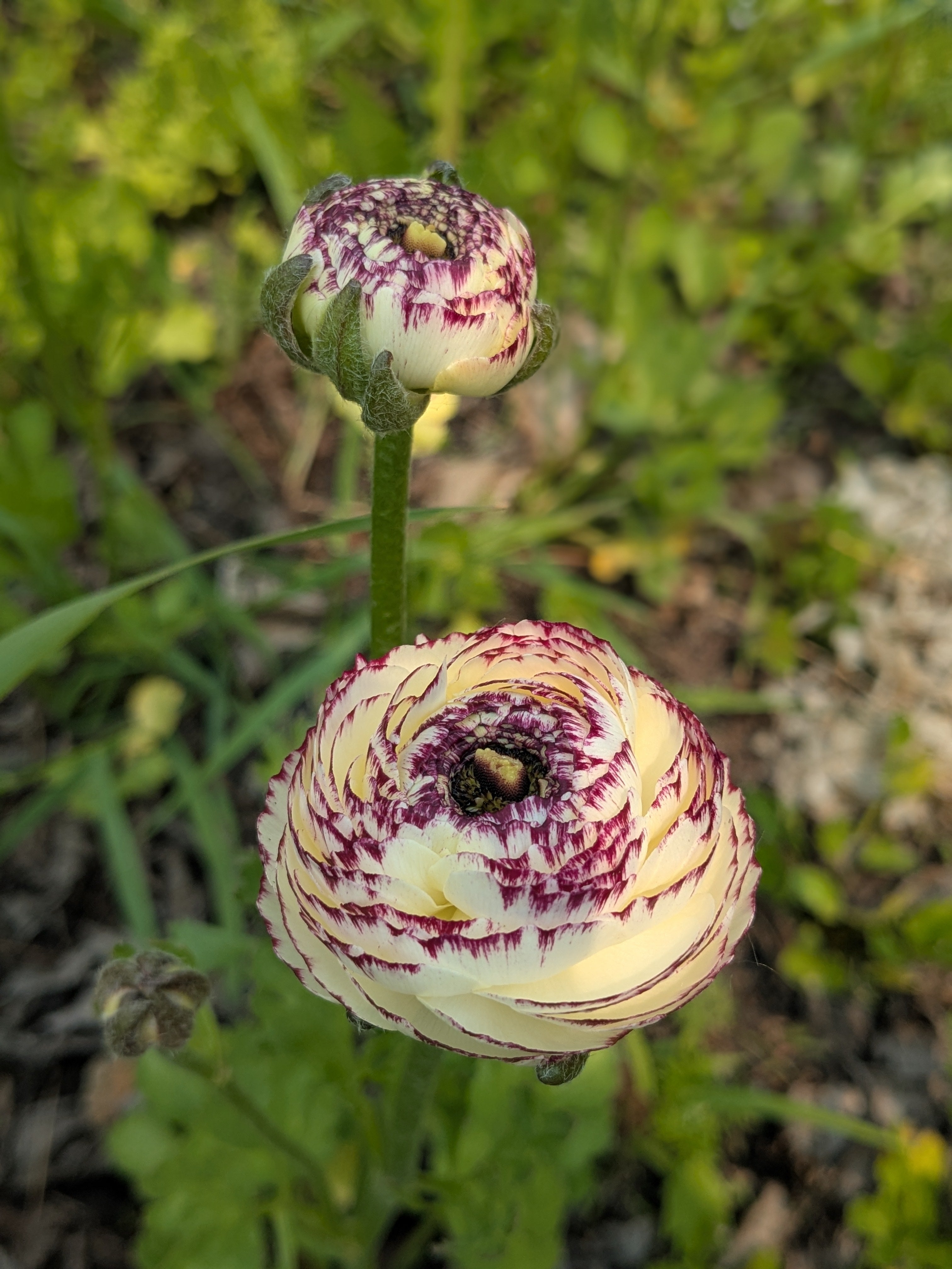 Ranunculus LaBelle White Picotee – Flora's Garden